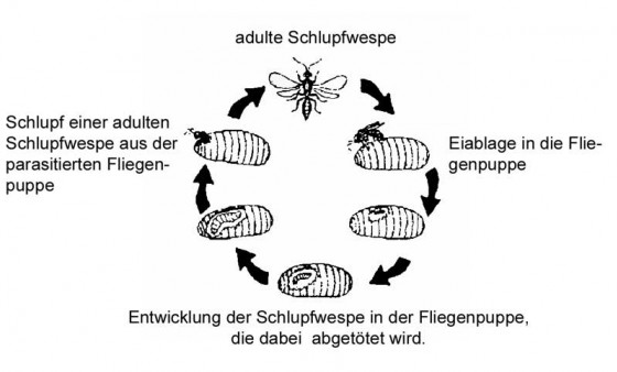 Biofa - MuscaMorte® Schlupfwespen
