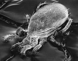 Biofa - Typhlodromus pyri - Raubmilbe