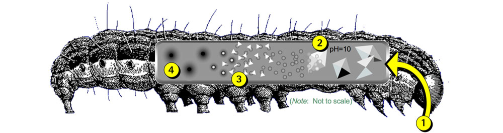 Biofa - XenTari® - Kohlweißling und andere Freifressende Schmetterlings ...