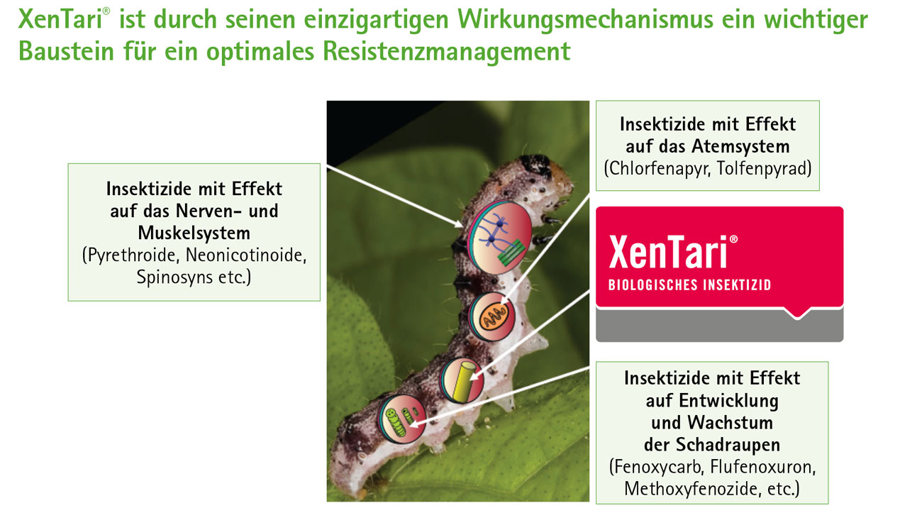 Biofa - XenTari® - Kohlweißling und andere Freifressende Schmetterlings ...